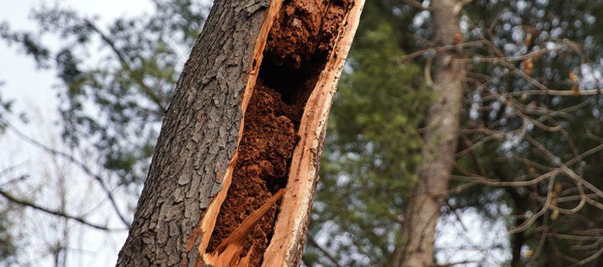 Cleveland Heights Tree Removal Signs of Declining Tree Health